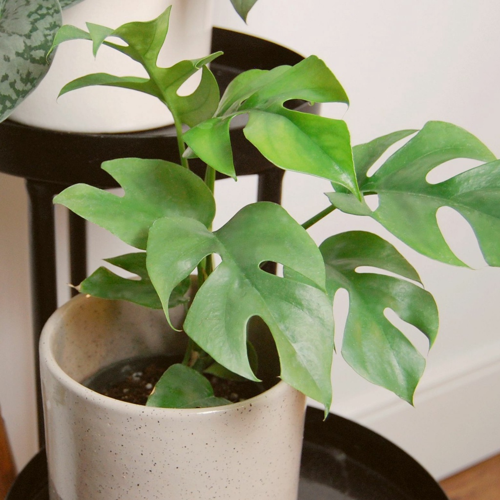 Indoor Plant live plant Monstera Rhaphidophora Pertusa 龟背竹 | Shopee ...