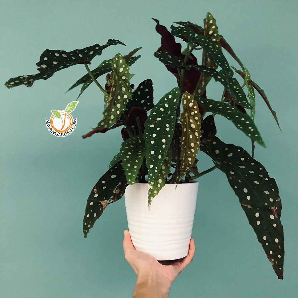CNY [VIRAL] BEGONIA MACULATA potted top indoor plant for balcony garden ...