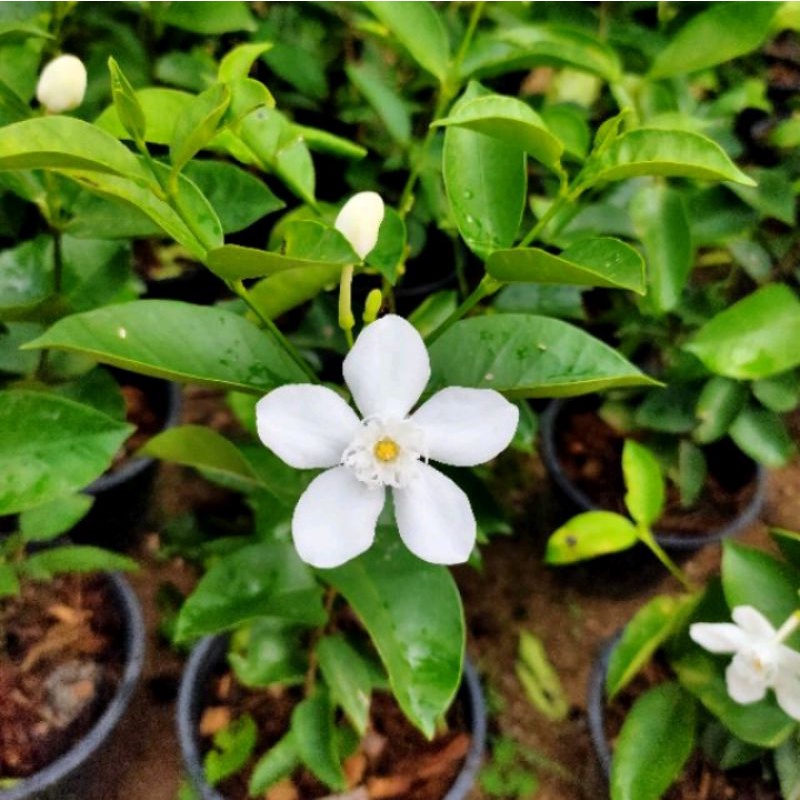 Anak Pokok Bunga Jasmin Thailand | Shopee Malaysia