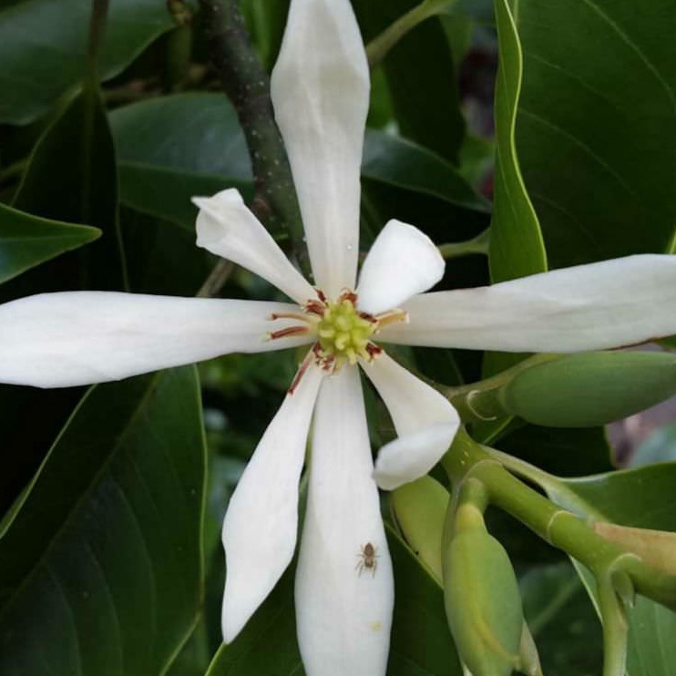 Chempaka Putih/White Champaca - Pokok Hidup / Live Plant | Shopee Malaysia