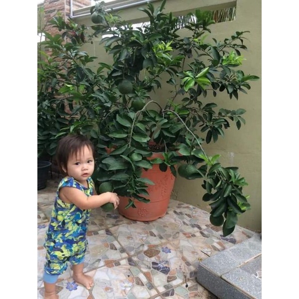 Pokok Sunkist pamelo | Shopee Malaysia