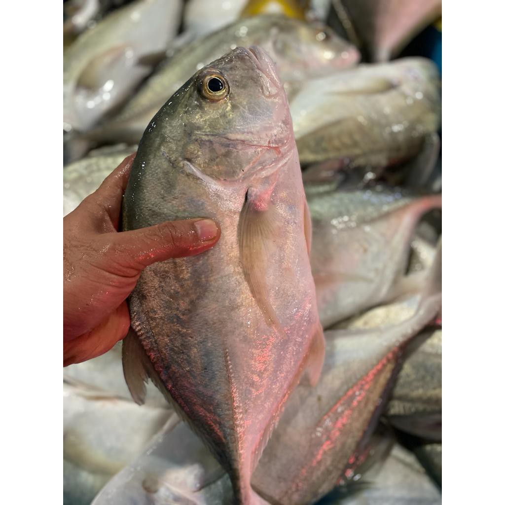 Nyok-Nyok / Bigeye Trevally | Shopee Malaysia