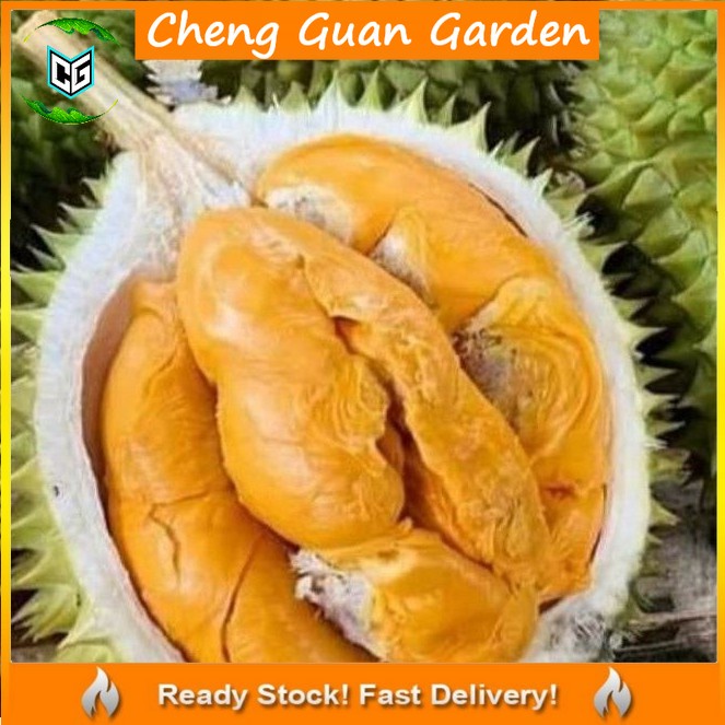 Anak Pokok Durian Bunga Merah JP Syuhada Pokok Sangat Rare | Shopee ...