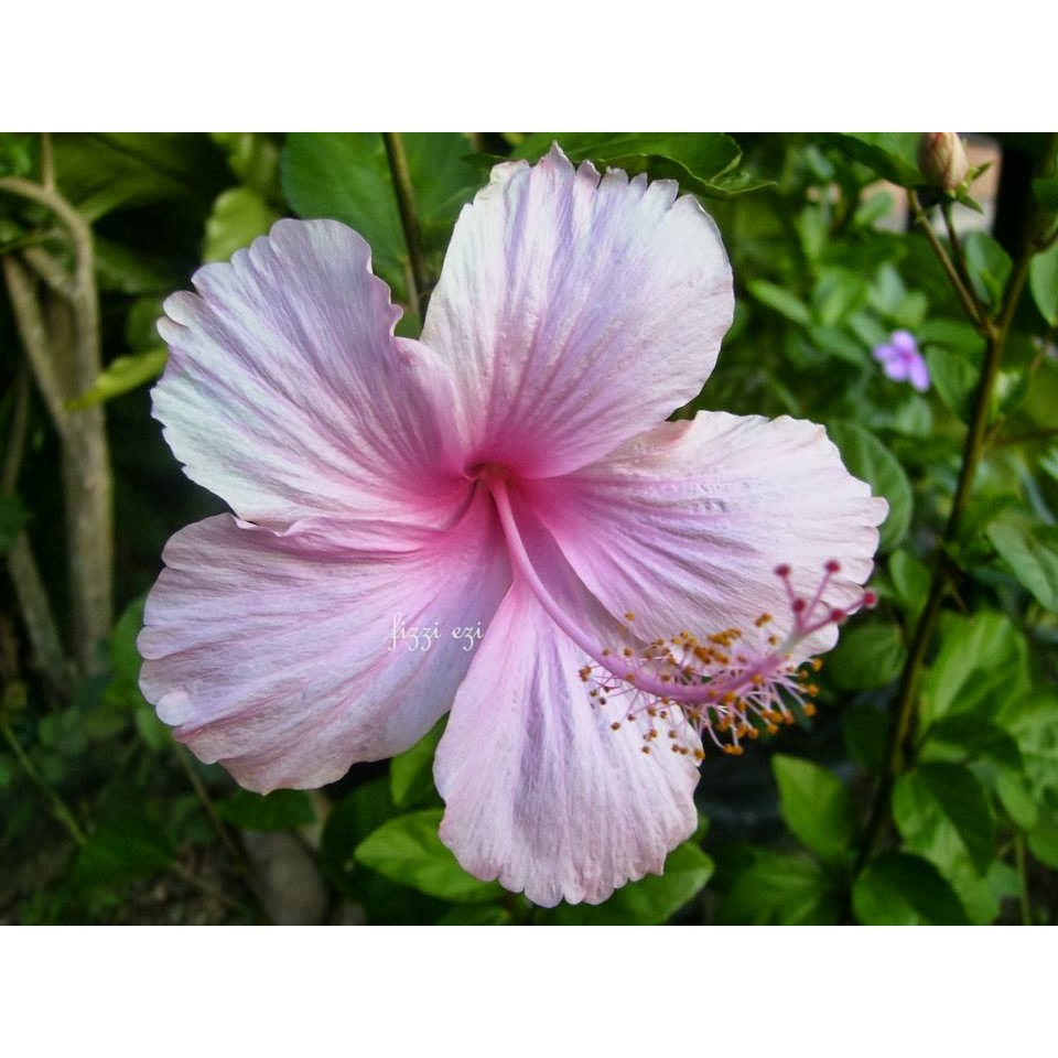 Anak Pokok Bunga Raya Pink / Hibiscus Live Plant | Shopee Malaysia