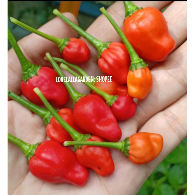 CILI PUTIH SUSU • 50 BIJI BENIH • SEEDS • | Shopee Malaysia