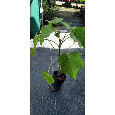 Anak Pokok Jarak @ Jarak Besar | Shopee Malaysia