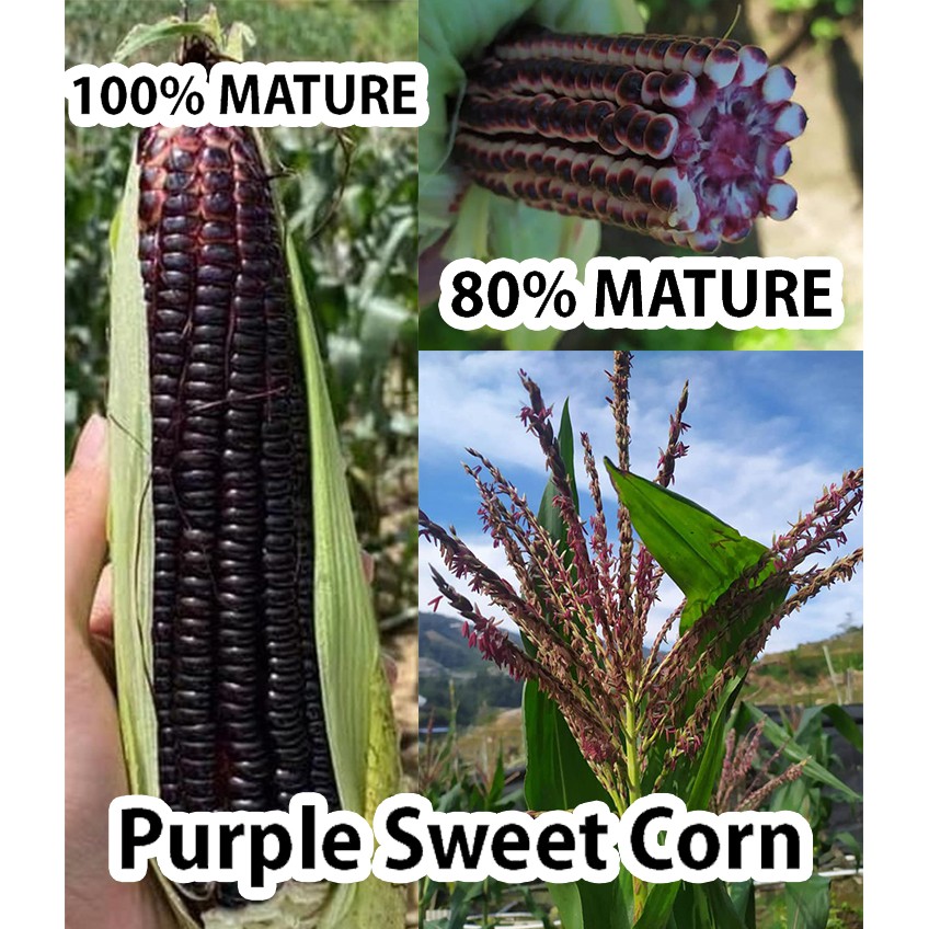 🔥Preorder🔥Fresh Purple sweet Corn from Cameron Highland/ Jagung ungu ...