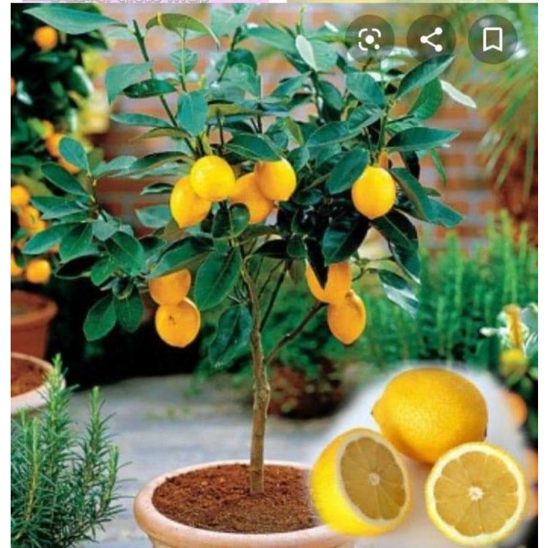 benih pokok lemon hybrid | Shopee Malaysia