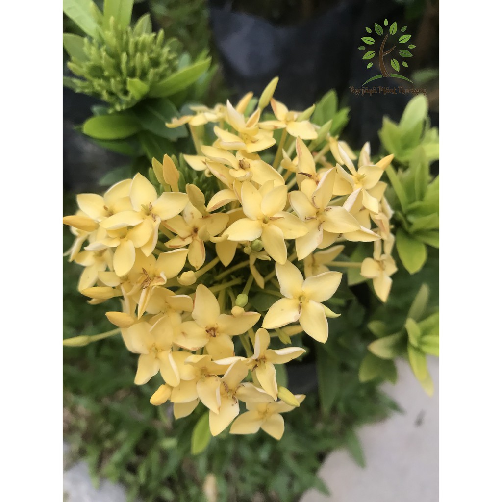Berjaya Plant Nursery - Bunga Ixora Sunkist/Jenjarum(Pokok Bunga Hidup ...