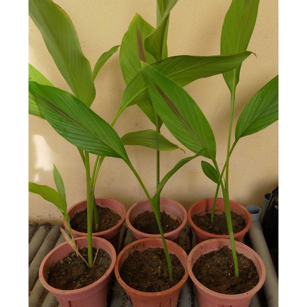 Temu Hitam / Temu Ireng / Curcuma aeruginosa rosb | Shopee Malaysia