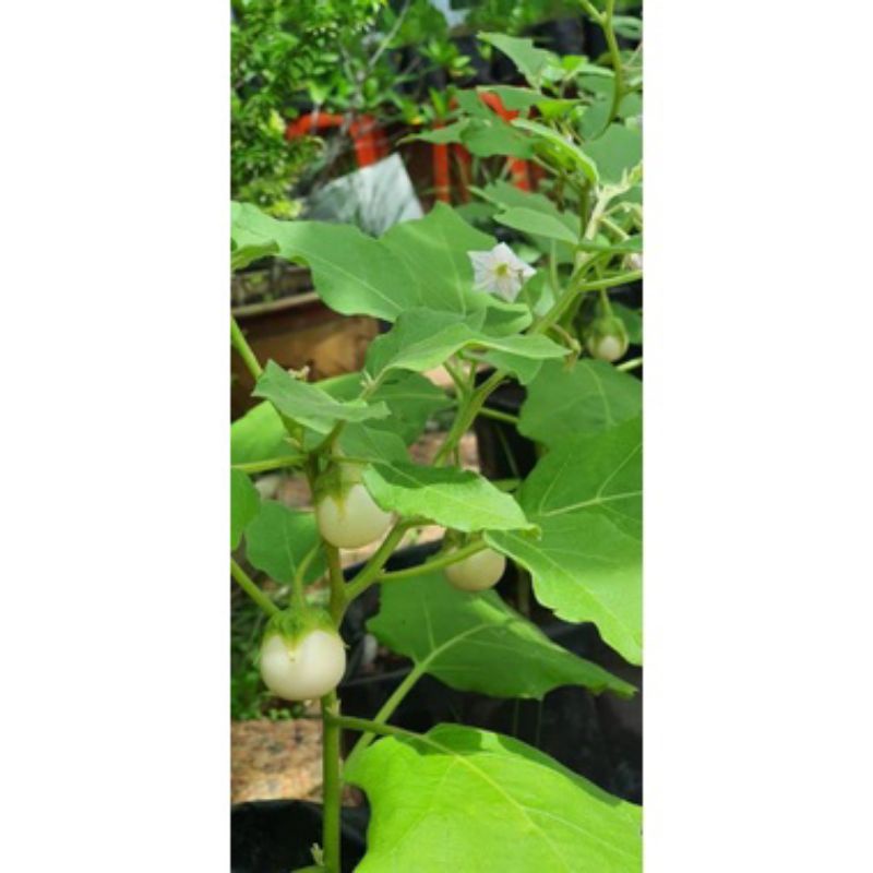 anak pokok terung ulam bulat putih. Rm5 sepokok | Shopee Malaysia