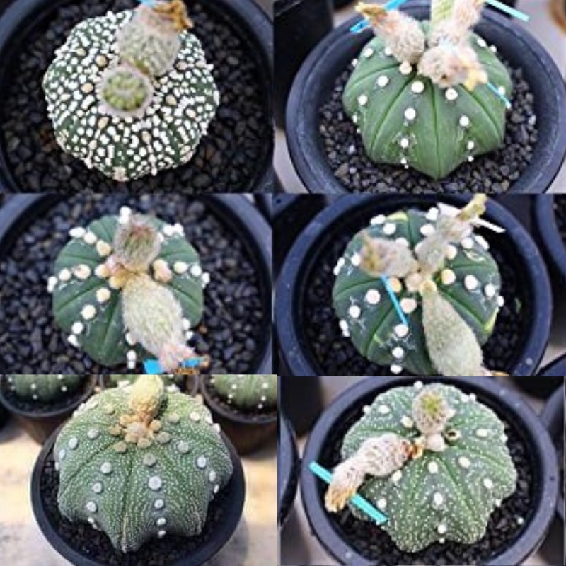 Fresh Astrophytum Mix Seeds -新鲜兜种子-june 24 -混合 | Shopee Malaysia