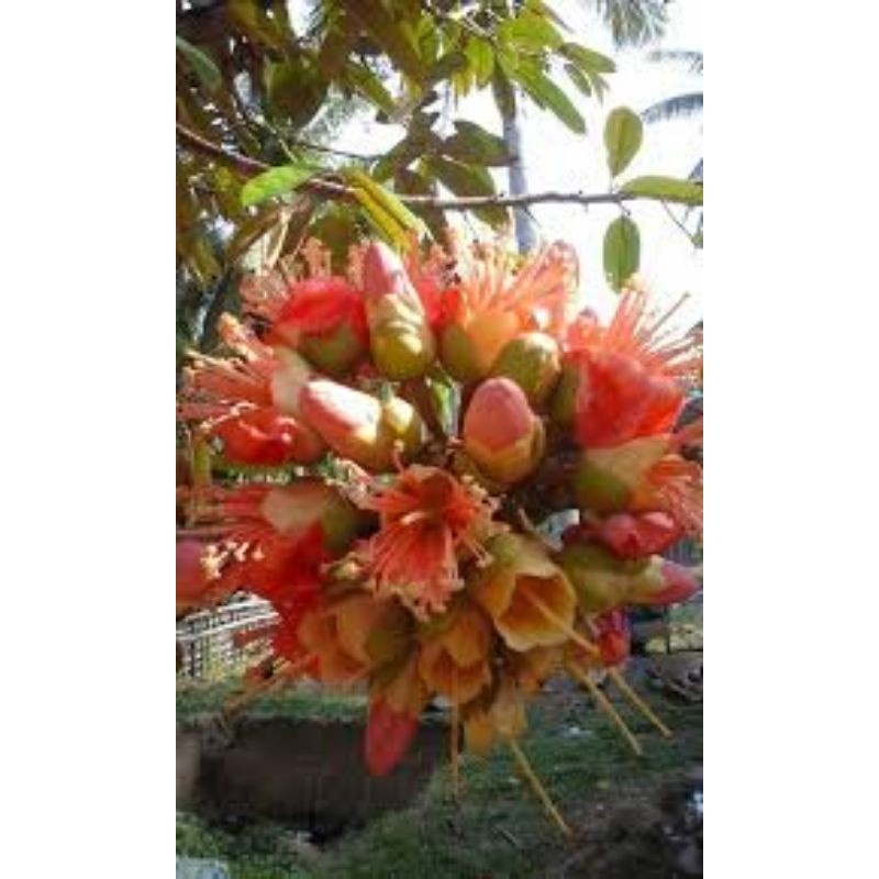 Jp Syuhada/Durian Bunga Merah | Shopee Malaysia