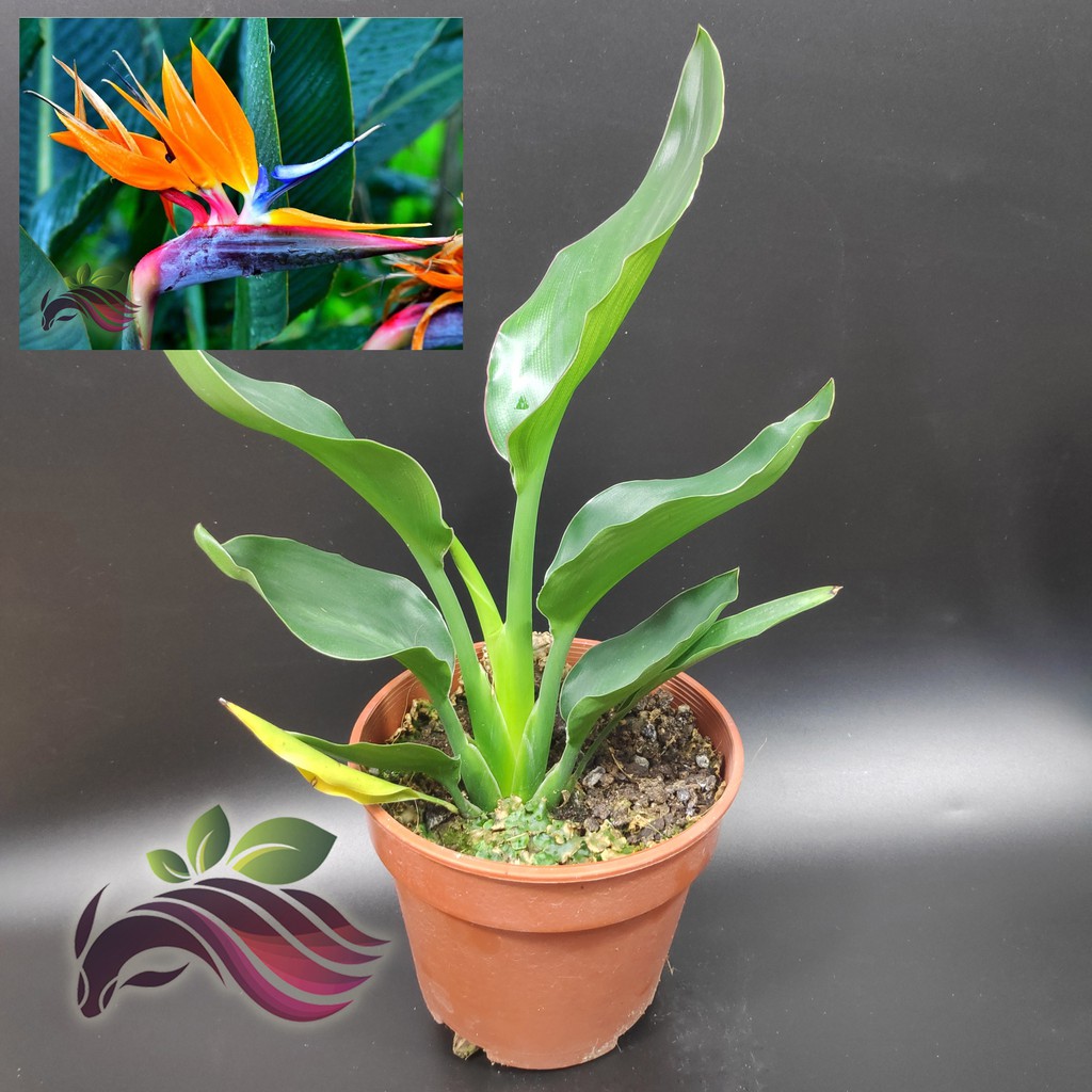 Heliconia Bird of Paradise Heliconia Variegated Leaf Psittacorum ...