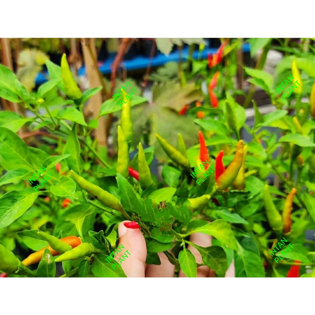 ANAK POKOK CILI PADI / CABAI BURUNG / CAPSICUM FRUTESCENS (C ...