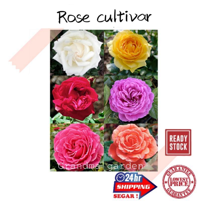 (GG real plant)rose cultivar ^ Pokok hidup hiasan rumah dalaman live ...