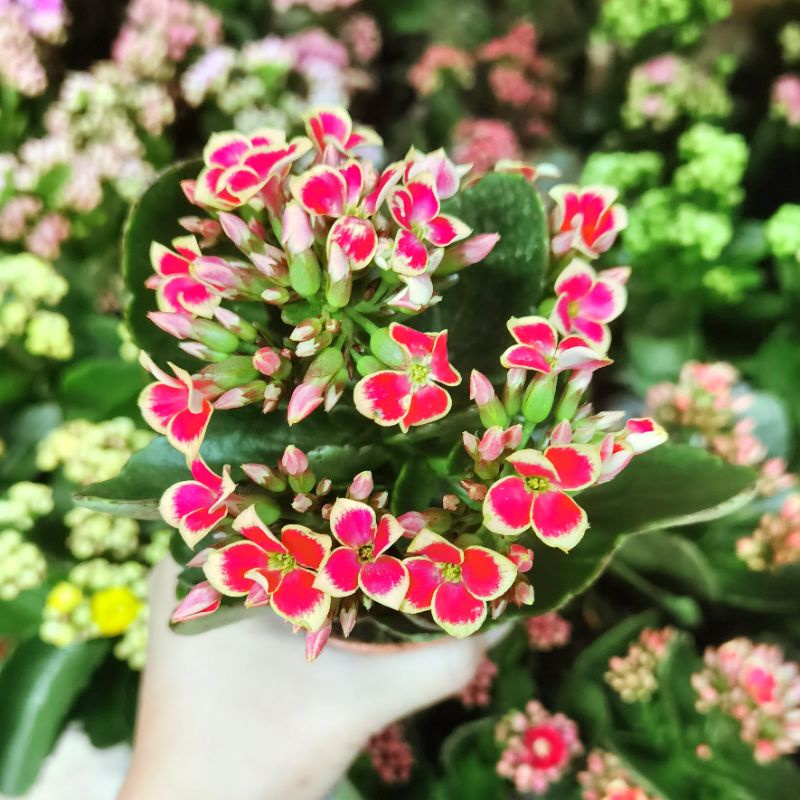 MOVEE-Sucntcule Live Plants [ Kalanchoe Flower 万紫千红 ] | Shopee Malaysia