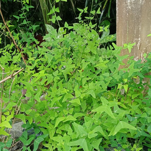 Pokok Rama2 (Polibeg) | Shopee Malaysia