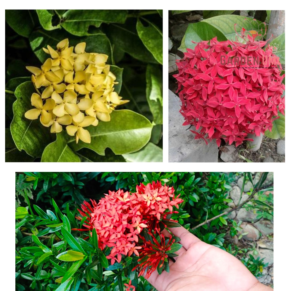 [READY STOCK] Pokok Hidup Bunga ixora warna kuning,merah | Shopee Malaysia