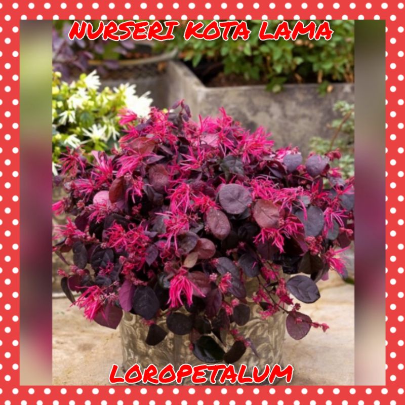 🔥OUTDOOR🔥 POKOK KESINAI MERAH / Chinese Fringe Flower Tree ...