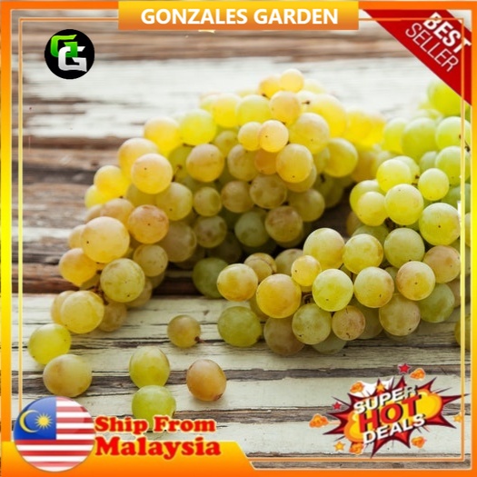 Anak Pokok Anggur Golden Muscat Grape Pokok Premium | Shopee Malaysia