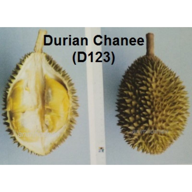 Durian Chanee Anak Pokok Kawin | Shopee Malaysia