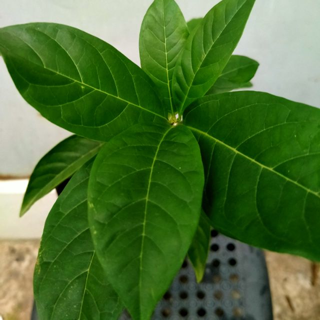 POKOK KACIP FATIMAH KAMPUNG/TONGKAT RASUL/ ULAM SEPANJANG | Shopee Malaysia