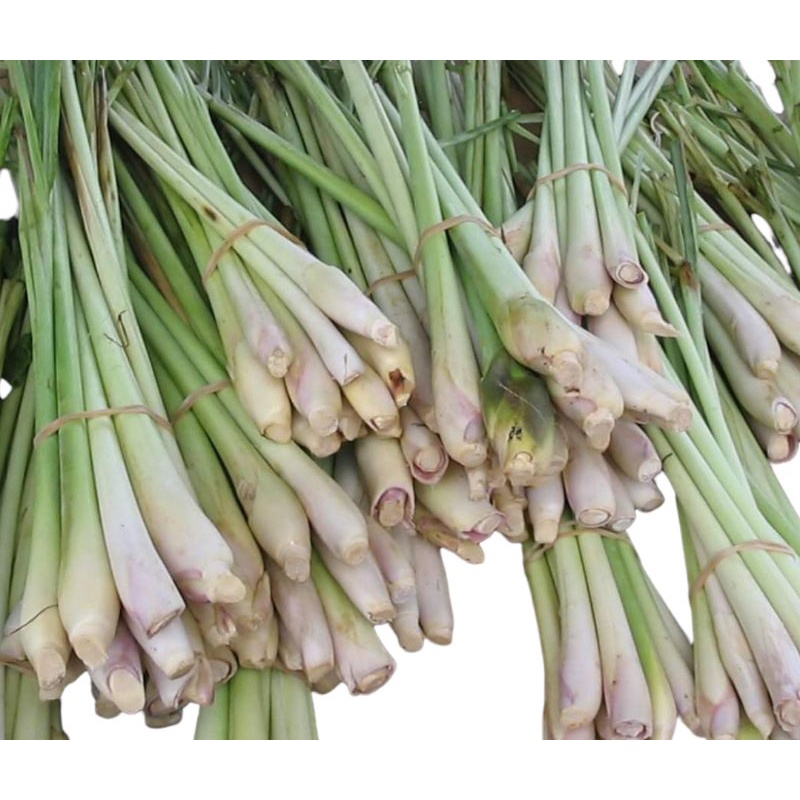 Serai kampung/serai batang/serai segar/lemongrass | Shopee Malaysia