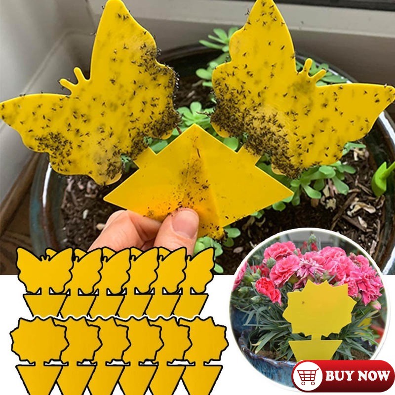 DC Sticky Trap,Fruit Fly and Gnat Trap Yellow Sticky Bug Traps for ...