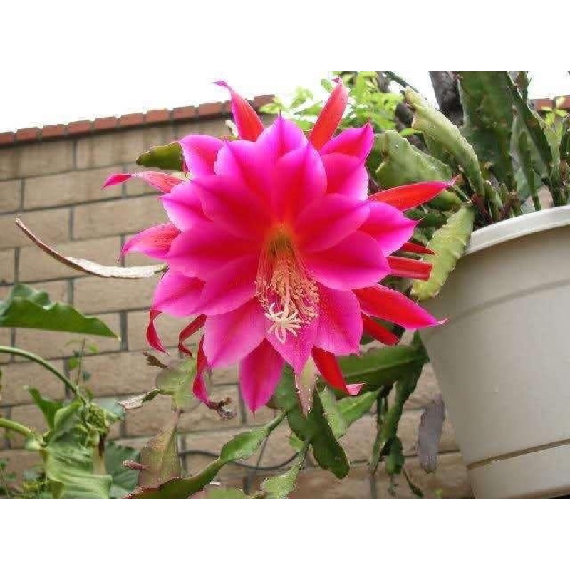 Bakawali mini red / Epiphyllum oxypetalum mini, red 昙花（小葉）紅 | Shopee ...