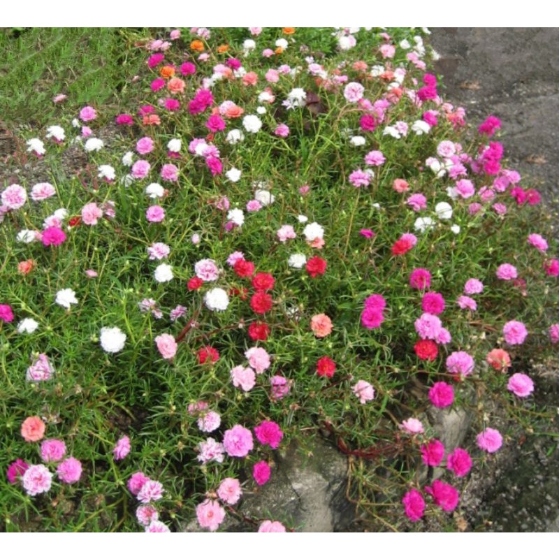 POKOK BUNGA ROS JEPUN 10 WARNA KERATAN BATANG | Shopee Malaysia