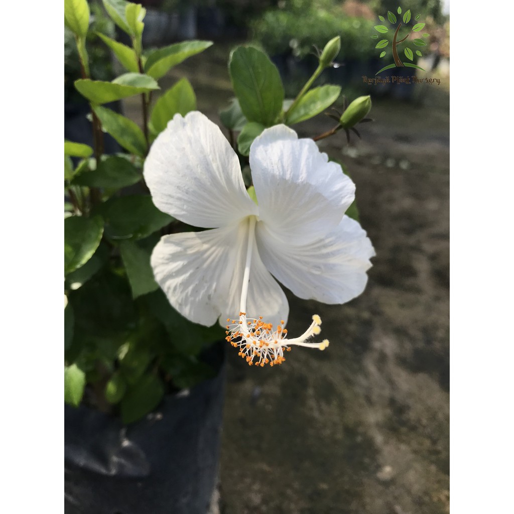 Berjaya Plant Nursery - Bunga Raya/Hibiscus(Pokok Bunga Hidup/Pokok ...