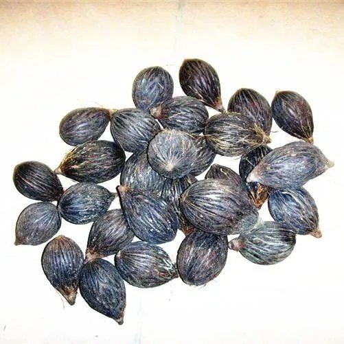 Foxtail Coconut Seed Tropical Tree Seed Southern Sapling Seed Foxtail ...
