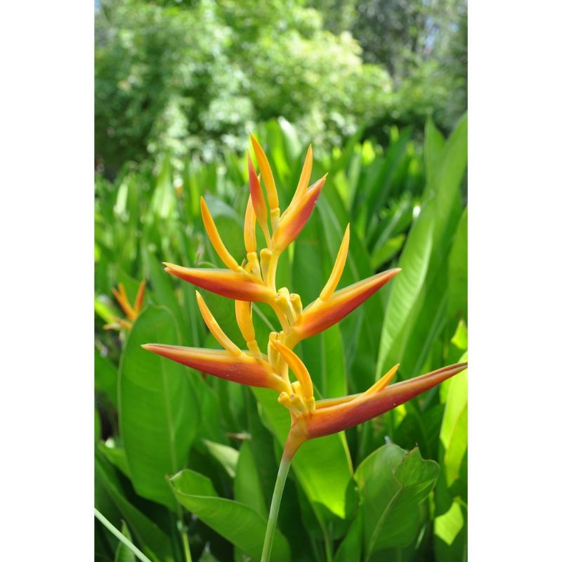 Anak Pokok bunga sepit udang kuning atau ketam merah/heliconia ...