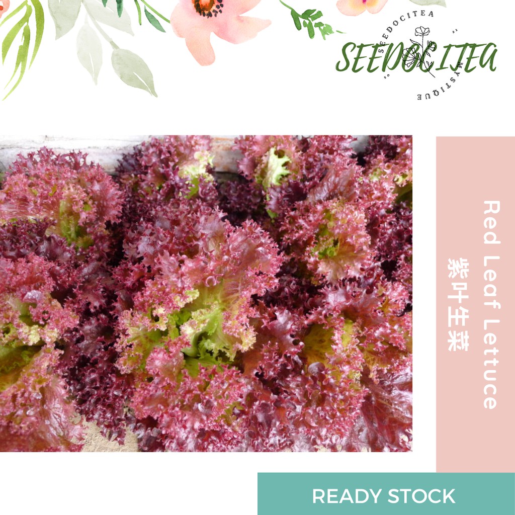 Red Leaf Lettuce Seed (approx 400 seeds) Benih Selada Daun Merah (lebih ...