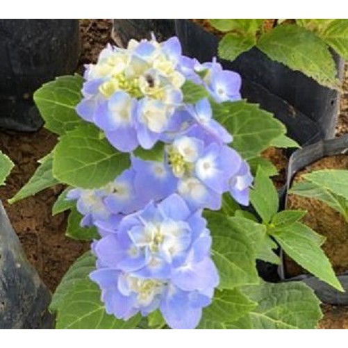 ANOR - Hydrangea macrophylla sapling / Anak Pokok Bunga Tiga Bulan ...