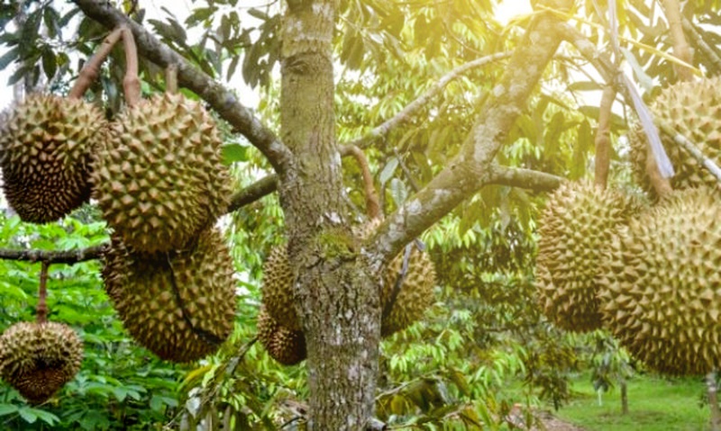 Pokok Durian Duri Hitam/Orche/Black Thorn D200 Saiz Besar | Shopee Malaysia