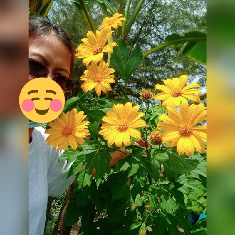 Sunflower Liar/Bunga Insulin(Keratan) | Shopee Malaysia