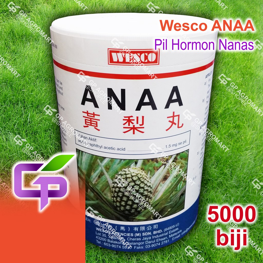 5000 biji WESCO ANAA Pil Hormon Buah Nanas Nenas / Pineapple Fruiting ...