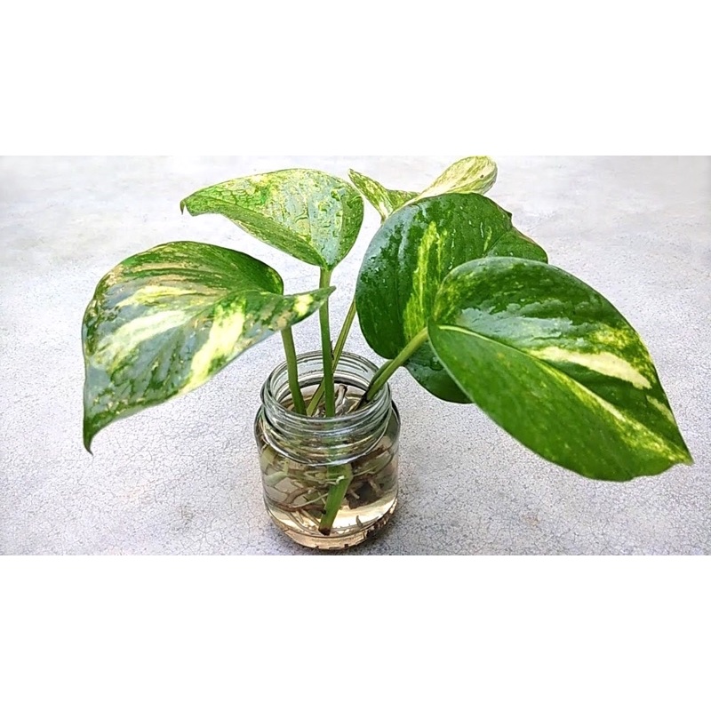 Pokok duit-duit / Money Plant | Shopee Malaysia