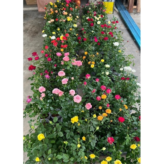 pokok bunga ros tahan panas | Shopee Malaysia