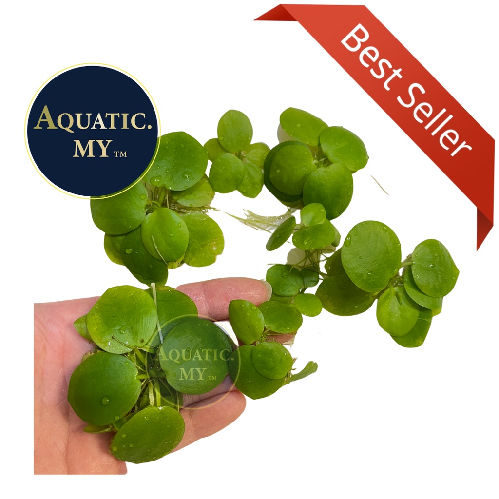 (1 pack) Aquarium Aqua Plants - Limnobium Laeviatum/ Amazon Frogbit ...
