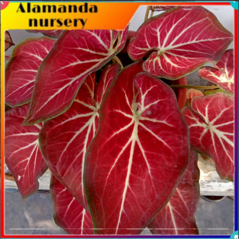 caladium/pokok keladi..beli 5free 2 | Shopee Malaysia