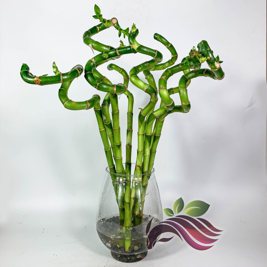 [Indoor Plant] Lucky Bamboo Curly Bamboo Lucky Bamboo Variegated 转运竹 ...