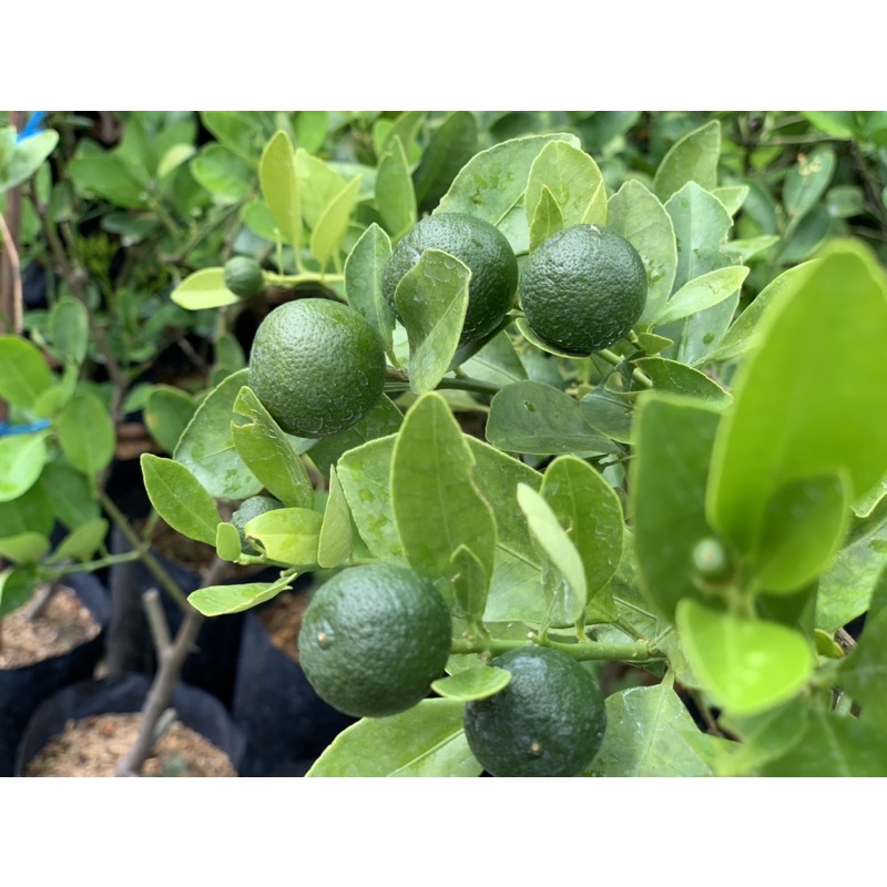 【Live Plant】Pokok limau kasturi/ lime tree/ 桔子树苗 1~2ft | Shopee Malaysia