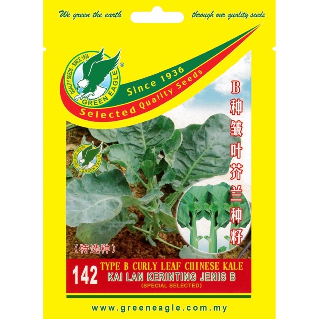 142 TYPE B CURLY LEAF CHINESE KALE KAI LAN DAUN KERINTING JENIS B B ...