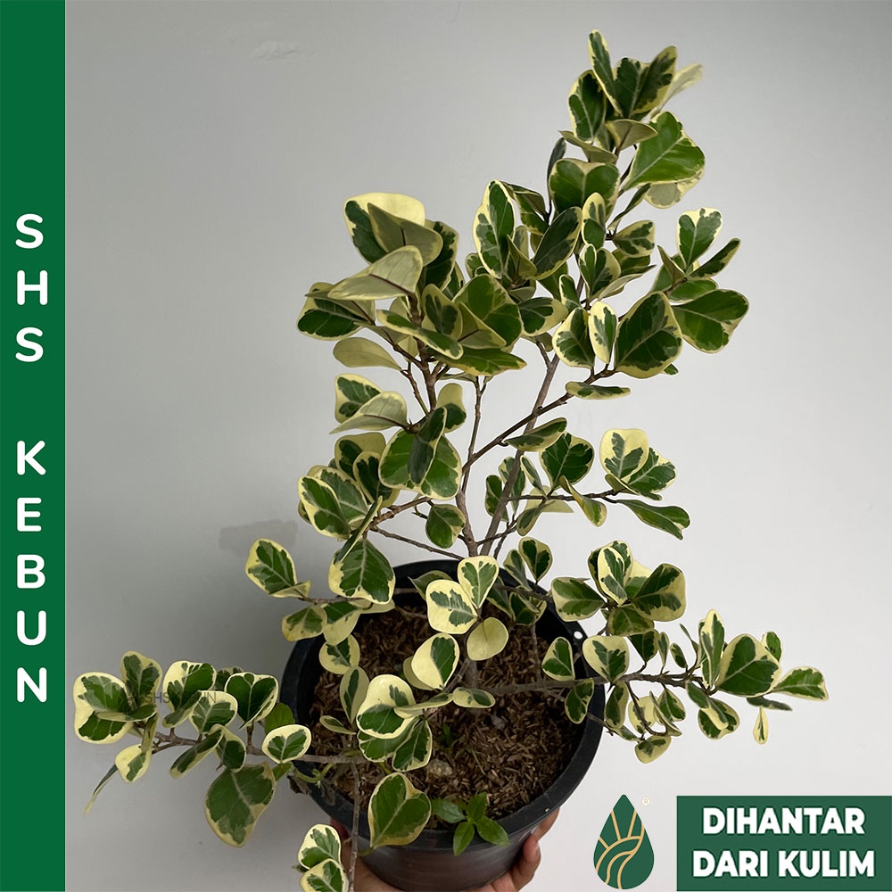 Pokok Ficus Triangularis Variegata Live Plant Variegated Mas Cotek ...