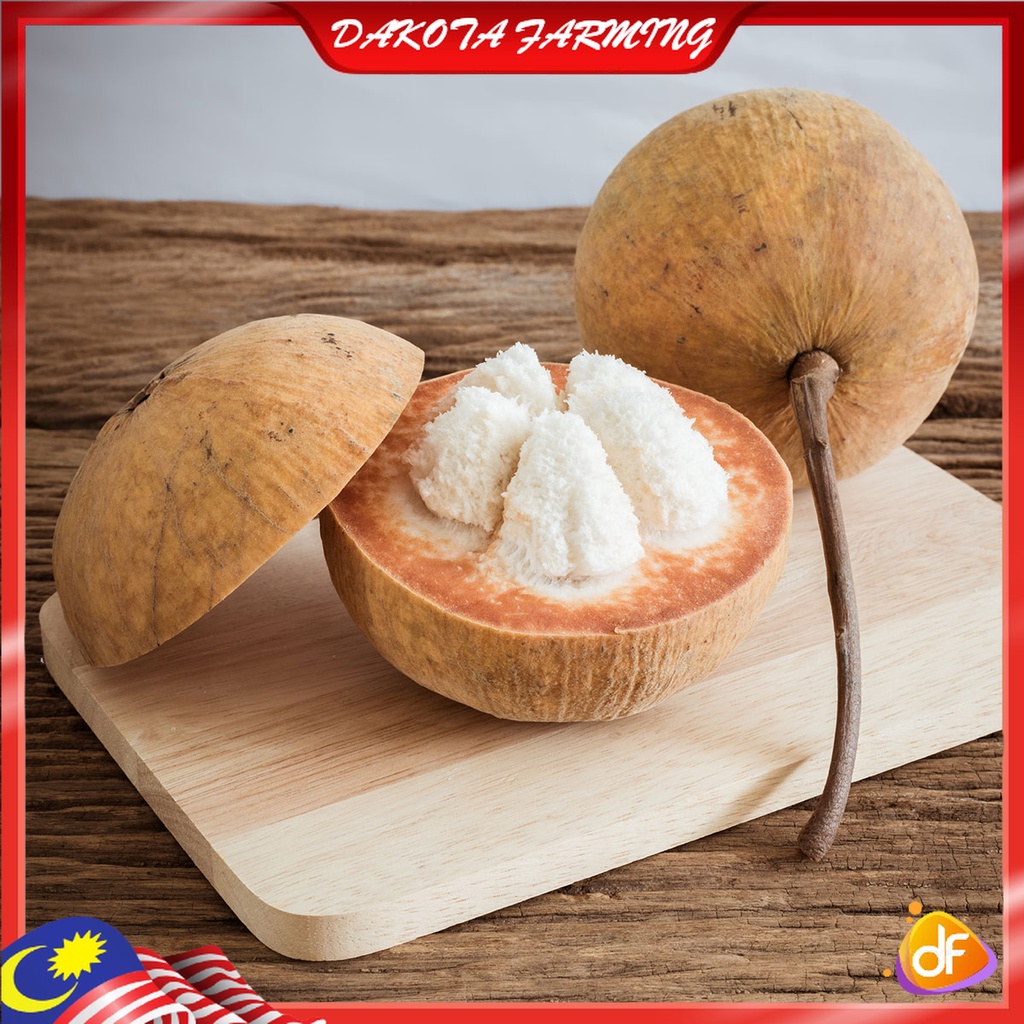 Anak Pokok Setul Sentul Setol Sentol Setoi Kecapi Sete Jumbo Siam ...