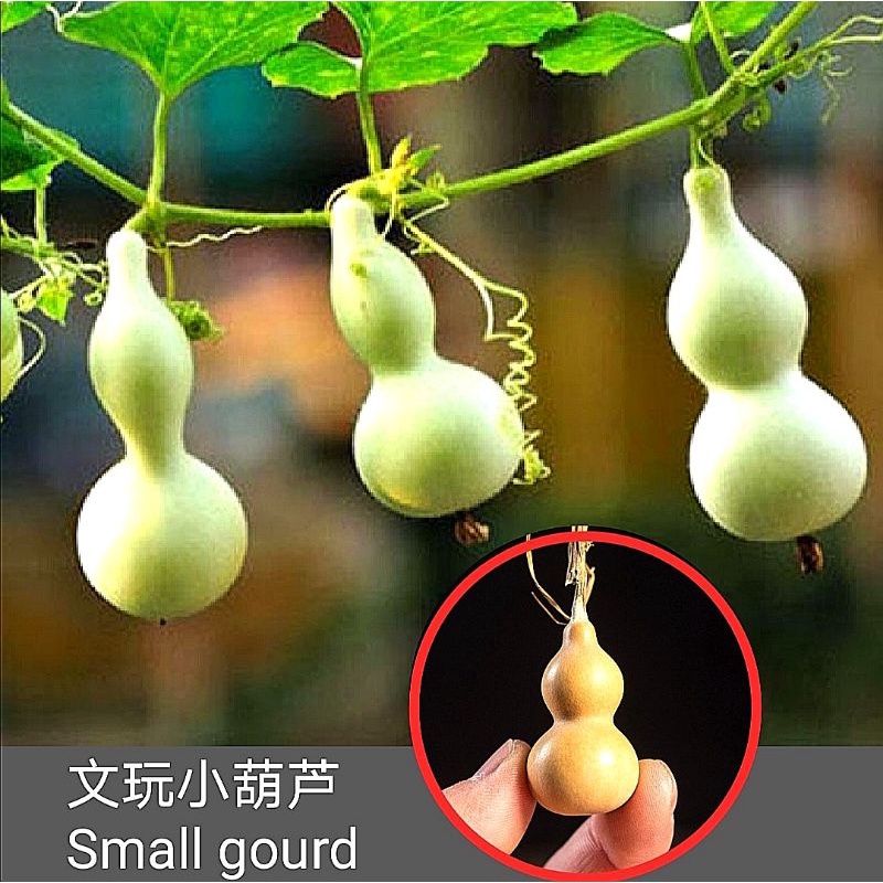 D5 Biji Benih Labu Kecil（10ps +/-）/ Small Gourd Seeds / 文玩小葫芦种子 ...