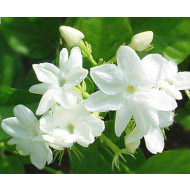 Fragrant Jasmine, Bunga Melur 茉莉花 Real Plant Wangi ต้นดอกมะลิลา ...